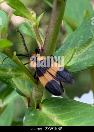 Reticulated Net-winged Beetle (Calopteron reticulatum) Insecta Stock ...