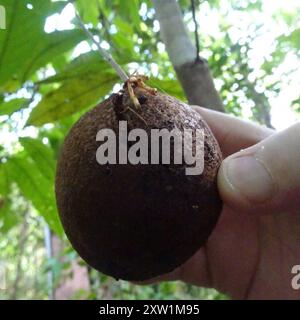 (Atuna racemosa) Plantae Stock Photo - Alamy