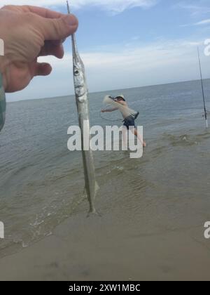 Atlantic Needlefish (Strongylura marina) Actinopterygii Stock Photo - Alamy