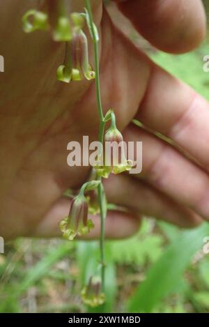 bronze-bells (Anticlea occidentalis) Plantae Stock Photo - Alamy