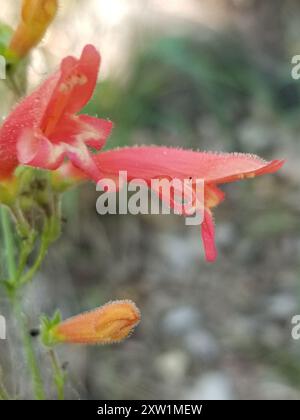 Bridges' penstemon (Penstemon rostriflorus) Plantae Stock Photo - Alamy