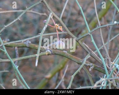 karira (Capparis decidua) Plantae Stock Photo - Alamy