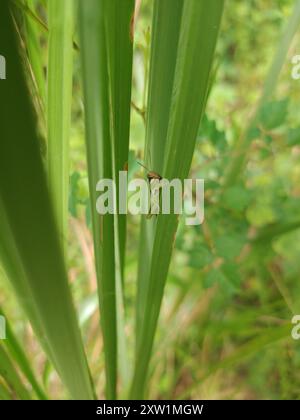Spur-throated Grasshoppers (Melanoplinae) Insecta Stock Photo - Alamy