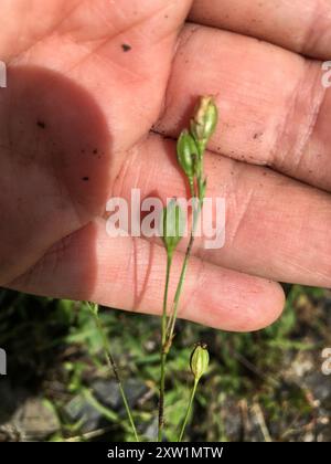 sleepy catchfly (Silene antirrhina) Plantae Stock Photo - Alamy