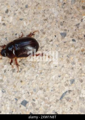 Carrot Beetles (Tomarus) Insecta Stock Photo - Alamy