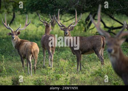 A herd of javan rusa or sunda sambar (Rusa timorensis), in the middle ...