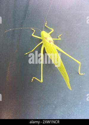 Round-headed Katydids (Amblycorypha) Insecta Stock Photo - Alamy