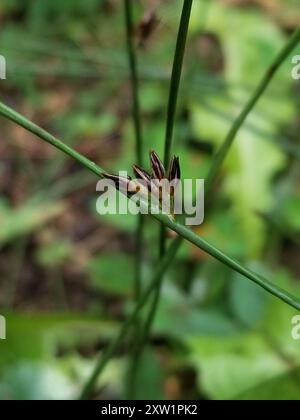 Baltic Rush (Juncus balticus) Plantae Stock Photo - Alamy