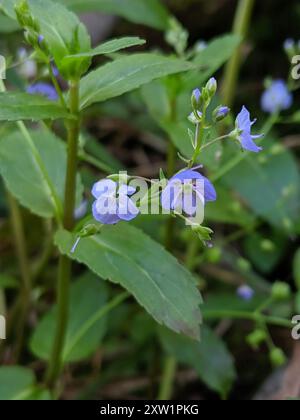 American brooklime (Veronica americana) Plantae Stock Photo - Alamy