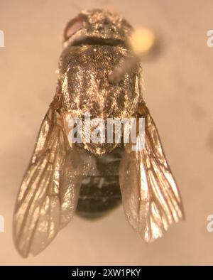Cigar Gall (Lipara lucens) Insecta Stock Photo - Alamy