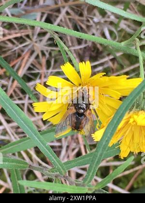 Common Tachinid (Tachina fera) Insecta Stock Photo - Alamy