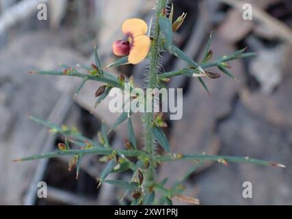 gorse bitter pea (Daviesia ulicifolia) Plantae Stock Photo - Alamy