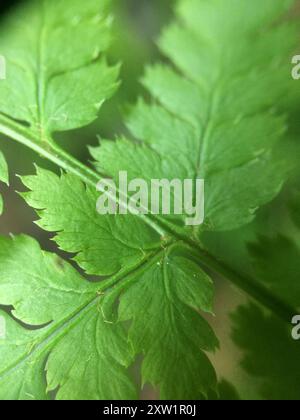 intermediate wood fern (Dryopteris intermedia) Plantae Stock Photo - Alamy