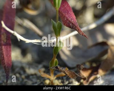 Lesser Centaury (Centaurium pulchellum) Plantae Stock Photo - Alamy