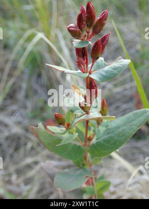 Fraser's marsh St. John's-wort (Hypericum fraseri) Plantae Stock Photo ...