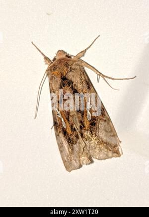 Two-spotted Looper Moth (Autographa bimaculata) Insecta Stock Photo - Alamy