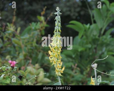Streaked Rattlepod (Crotalaria pallida) Plantae Stock Photo - Alamy