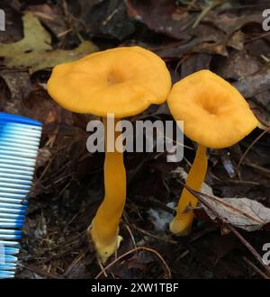 flame trumpet (Craterellus ignicolor) Fungi Stock Photo - Alamy