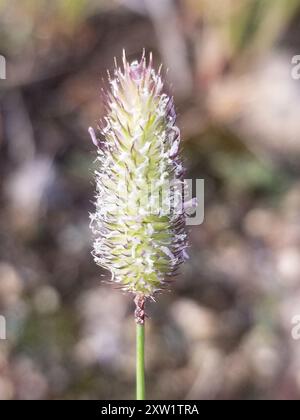 Alpine Timothy (Phleum alpinum) Plantae Stock Photo - Alamy