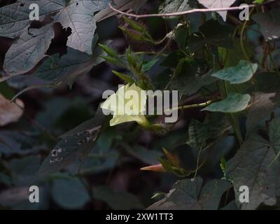 (Distimake vitifolius) Plantae Stock Photo - Alamy
