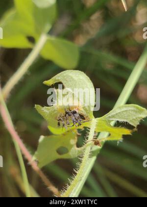 Mottled Tortoise Beetle (Deloyala guttata) Insecta Stock Photo - Alamy