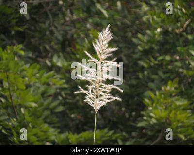 Wild Cane (Saccharum spontaneum) Plantae Stock Photo - Alamy
