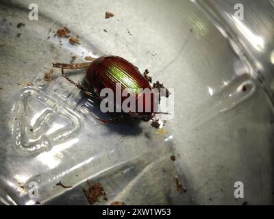 Margined Shining Leaf Chafer (Callistethus marginatus) Insecta Stock ...