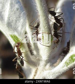 Large Pugnacious Ant (Anoplolepis custodiens Stock Photo - Alamy