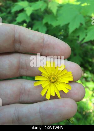 Spotted Hawkweed (Hieracium maculatum) Plantae Stock Photo - Alamy