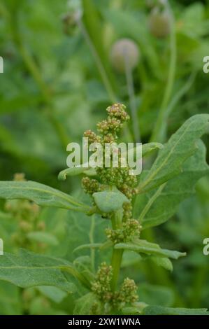 oak-leaved goosefoot (Oxybasis glauca) Plantae Stock Photo - Alamy