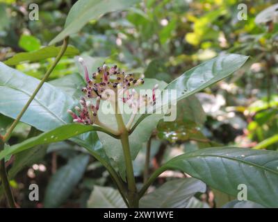 Curved Flower Woody Chassalia (Chassalia curviflora) Plantae Stock ...