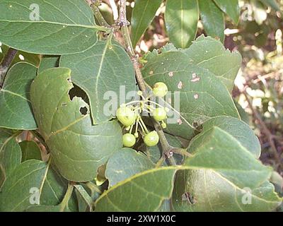 Rock Alder (Afrocanthium mundianum) Plantae Stock Photo - Alamy