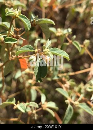 Prairie Tea (Croton monanthogynus) Plantae Stock Photo - Alamy