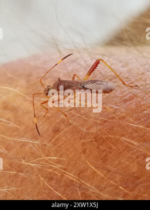 Lupine Bug (Megalotomus quinquespinosus) Insecta Stock Photo - Alamy