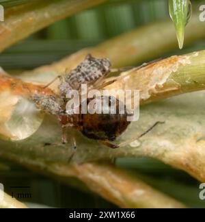 Single-leaf Pinyon Pine Aphid (Cinara anelia) Insecta Stock Photo - Alamy