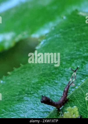 White Furcula Moth (Furcula borealis) Insecta Stock Photo - Alamy