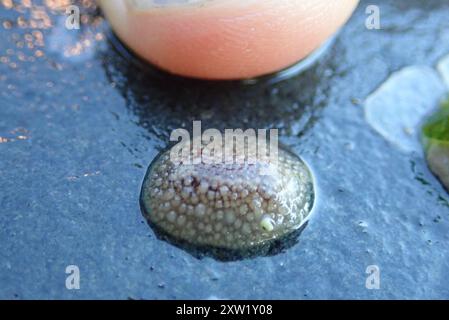 barnacle-eating dorid (Onchidoris bilamellata) Mollusca Stock Photo - Alamy