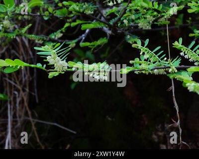 (Phyllanthus polyphyllus) Plantae Stock Photo - Alamy