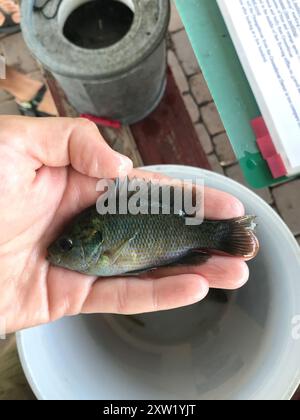Redspotted Sunfish (Lepomis miniatus) Actinopterygii Stock Photo - Alamy