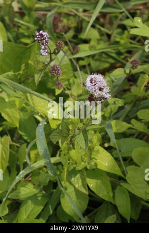 watermint (Mentha aquatica) Plantae Stock Photo - Alamy