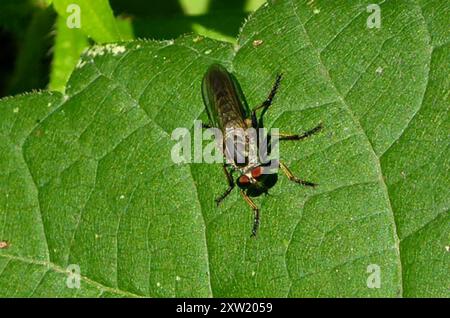 Northeastern Plumetop (Ommatius tibialis) Insecta Stock Photo - Alamy