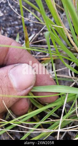 Parramatta Grass (Sporobolus africanus) Plantae Stock Photo - Alamy