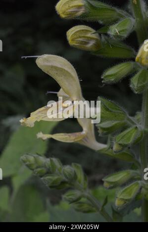 Sticky Sage (Salvia glutinosa) Plantae Stock Photo - Alamy