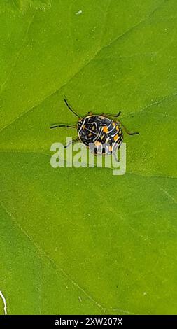 Variegated Coffee Bugs (Antestiopsis) Insecta Stock Photo - Alamy