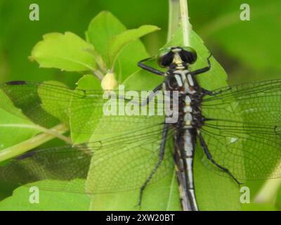 Black-shouldered Spinyleg (Dromogomphus spinosus) Insecta Stock Photo ...