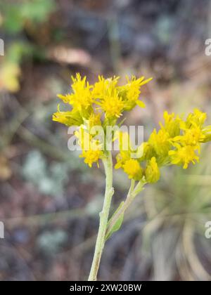 velvety goldenrod (Solidago velutina) Plantae Stock Photo - Alamy