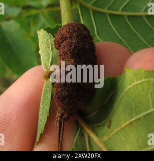 Black Walnut Petiole Gall Mite (Aceria caulis) Arachnida Stock Photo ...