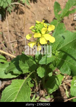 charlock (Mutarda arvensis) Plantae Stock Photo - Alamy