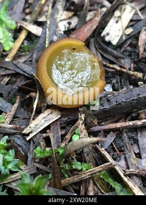 (Aleurina ferruginea) Fungi Stock Photo - Alamy