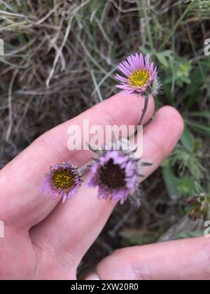 Alpine Fleabane (Erigeron borealis) Plantae Stock Photo - Alamy